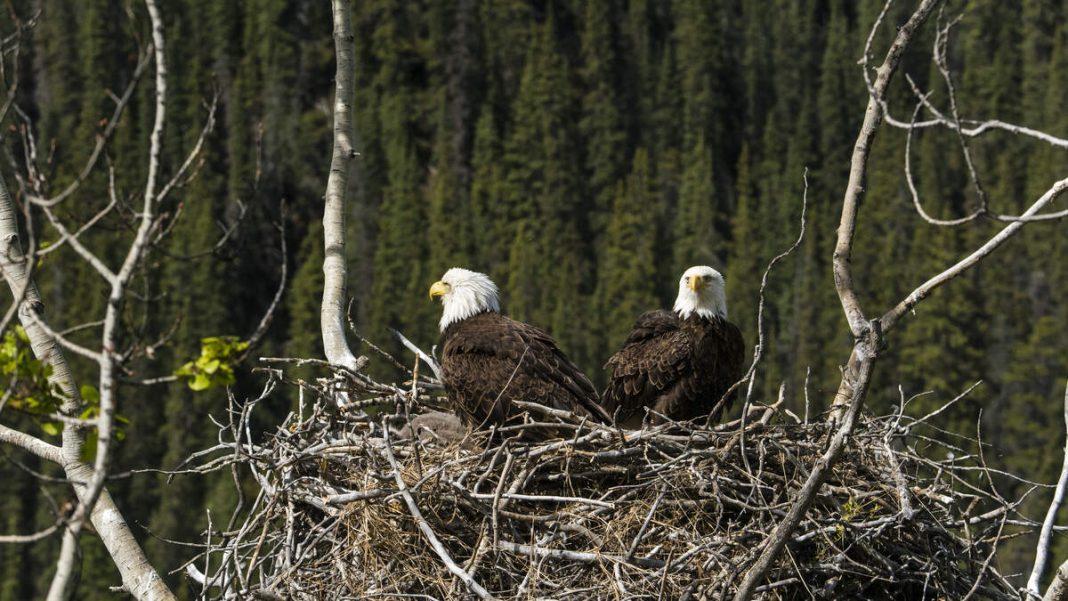 Pip Watch 2025 Begins for Big Bear Bald Eagles | Eyekon Radio FM