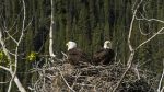 Pip Watch 2025 Begins for Big Bear Bald Eagles | Eyekon Radio FM