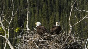 Pip Watch 2025 Begins for Big Bear Bald Eagles | Eyekon Radio FM